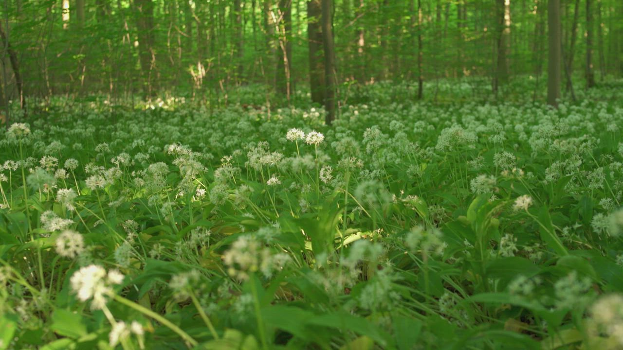 Forest floor - Free Stock Video