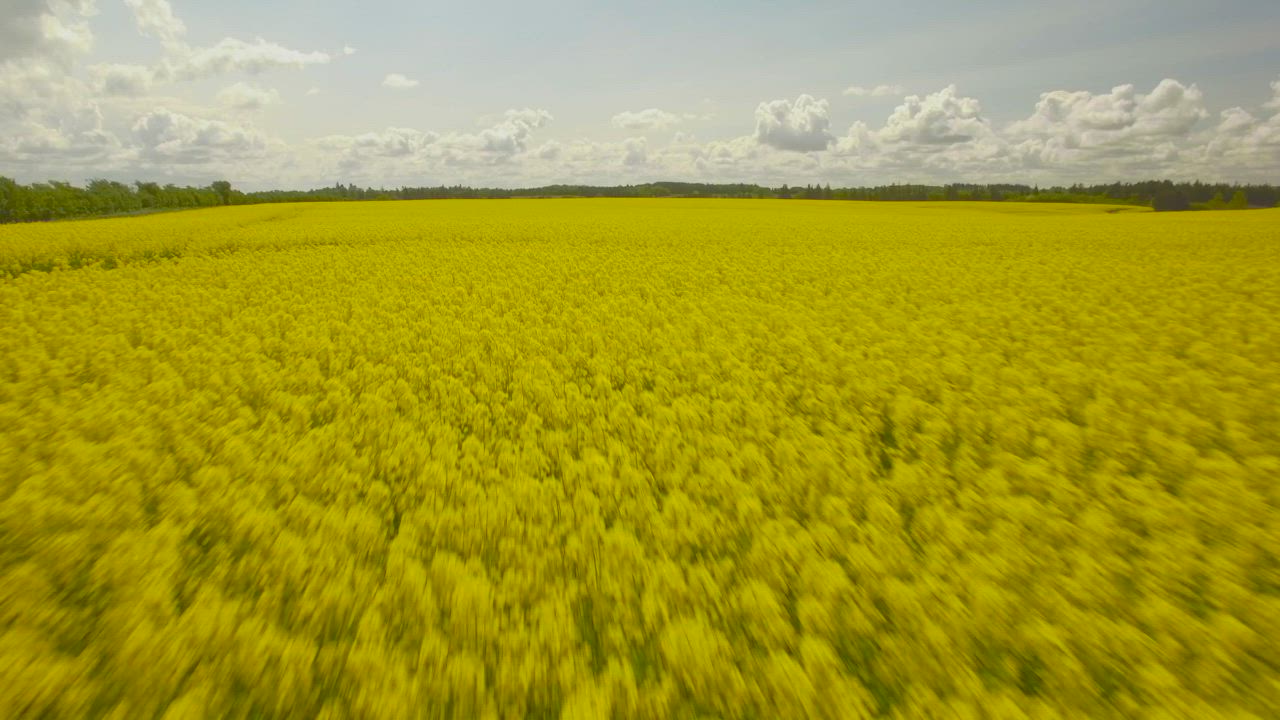 Flowering crops - Free Stock Video