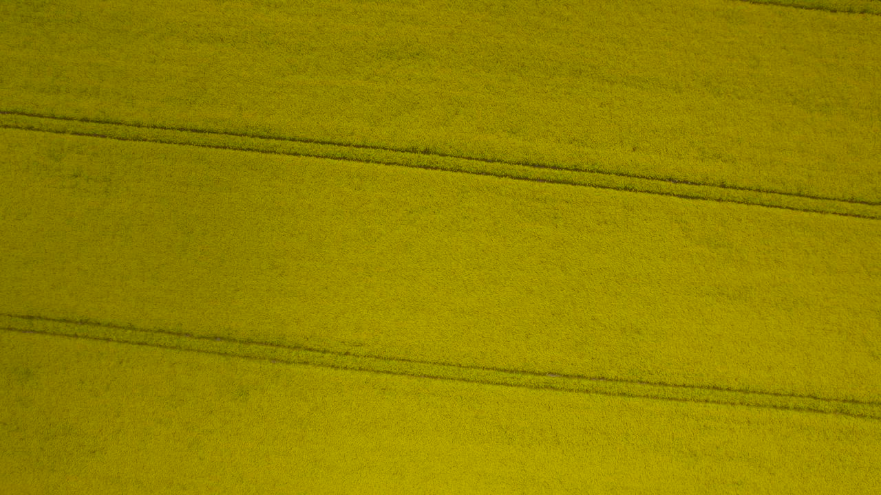 Yellow field - Free Stock Video