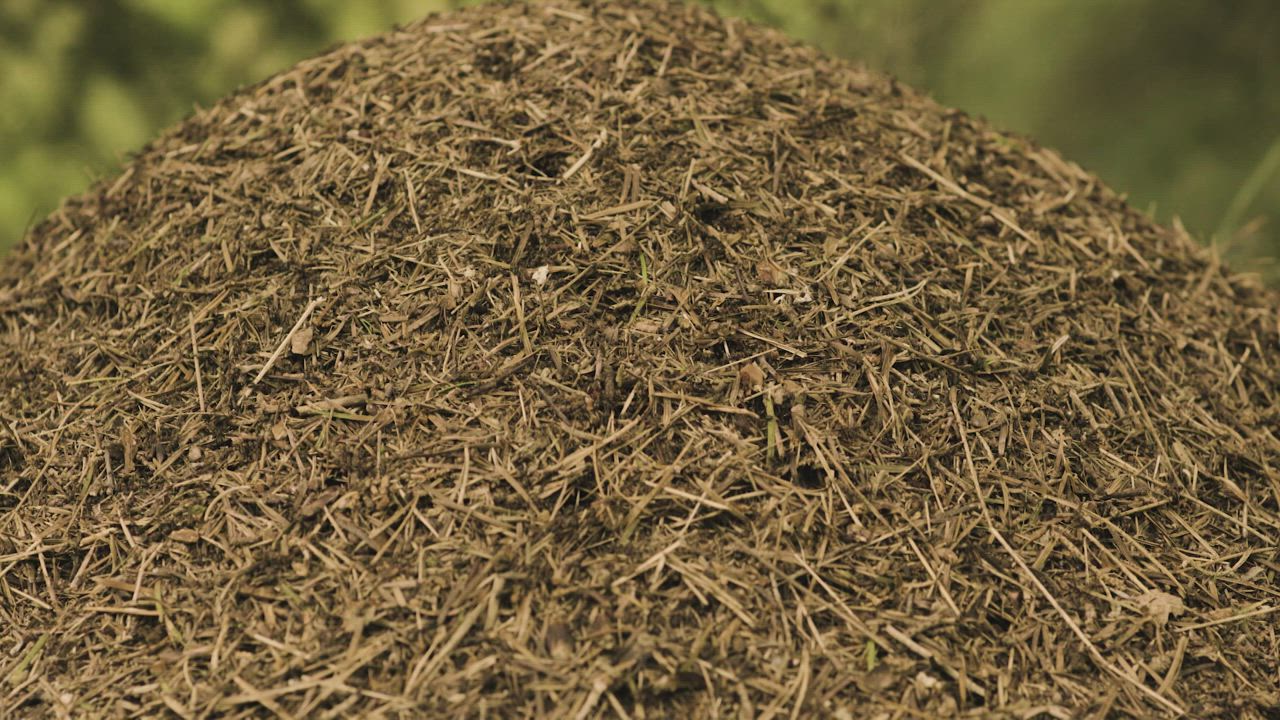 Closeup of an Anthill - Free Stock Video