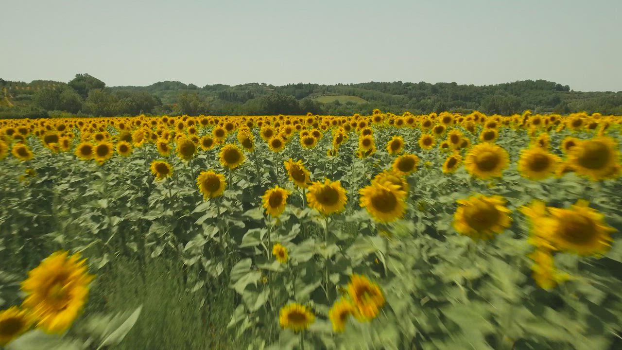 Sunflowers against a forest - Free Stock Video