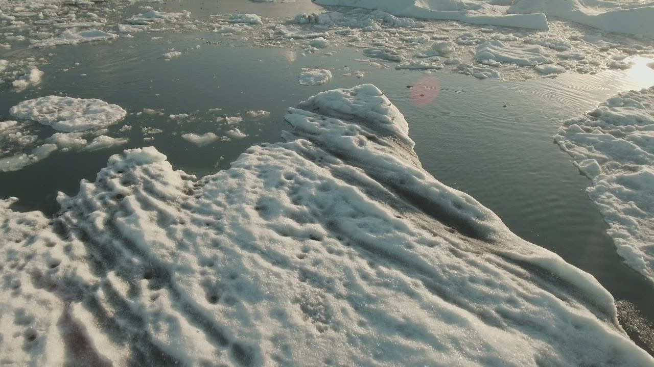 Seals swimming in a frozen ocean - Free Stock Video