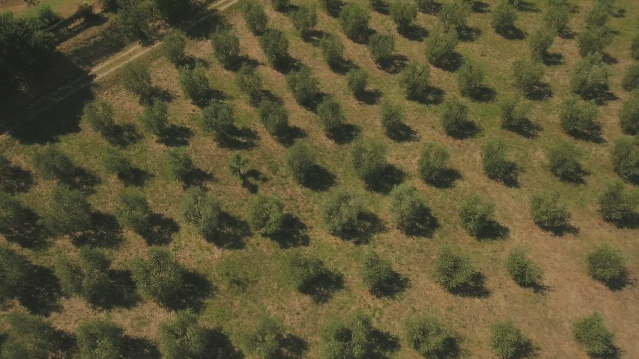 Zooming out from an olive field - Free Stock Video
