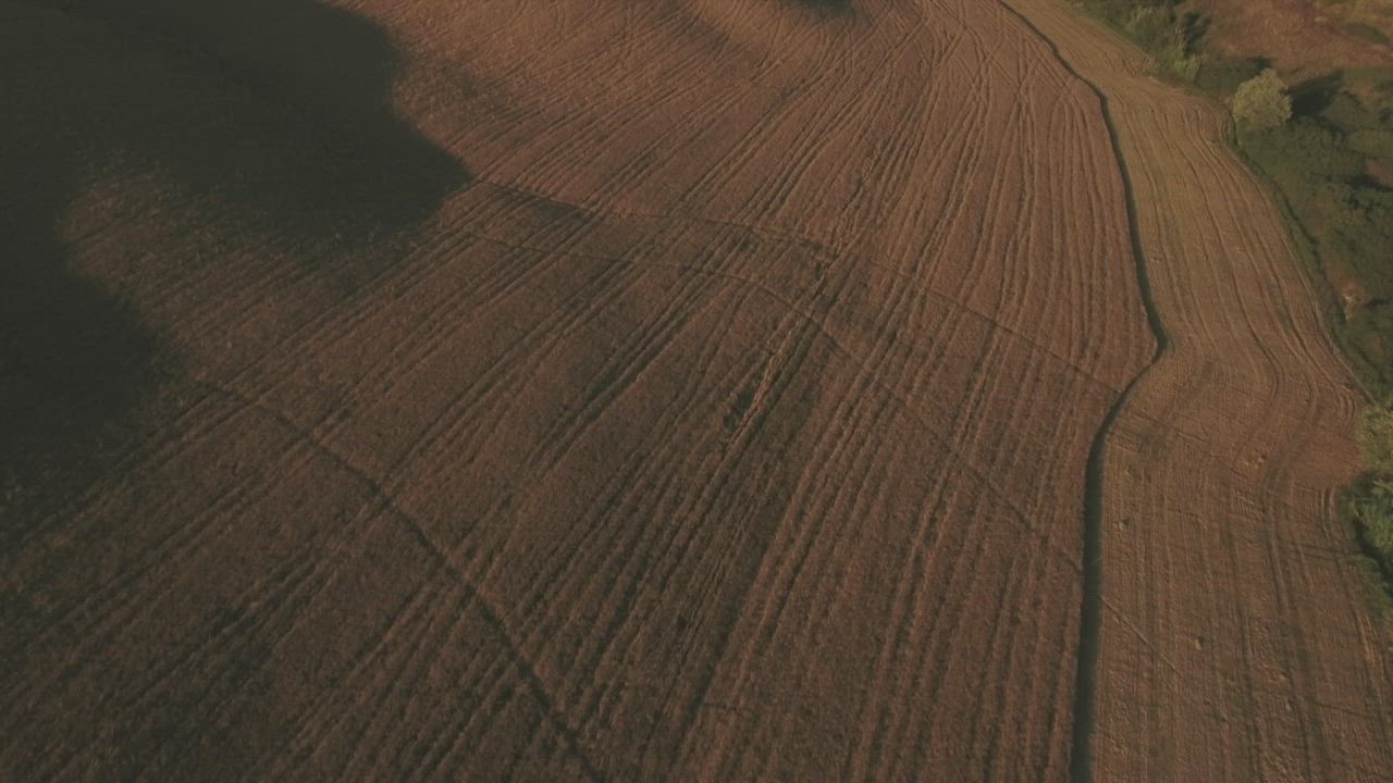 Tree line between fields - Free Stock Video