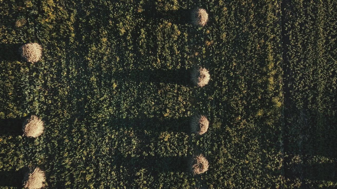 Top down aerial view of an agriculture field - Free Stock Video