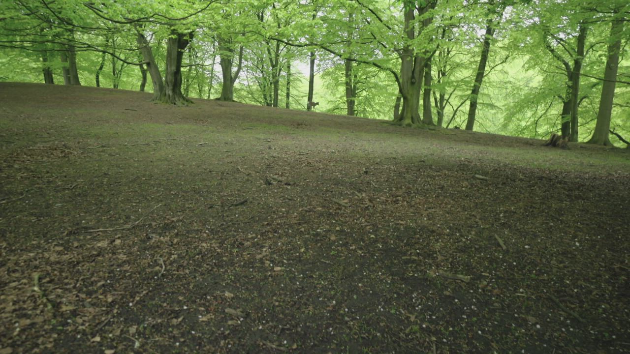 Friends running through trees - Free Stock Video