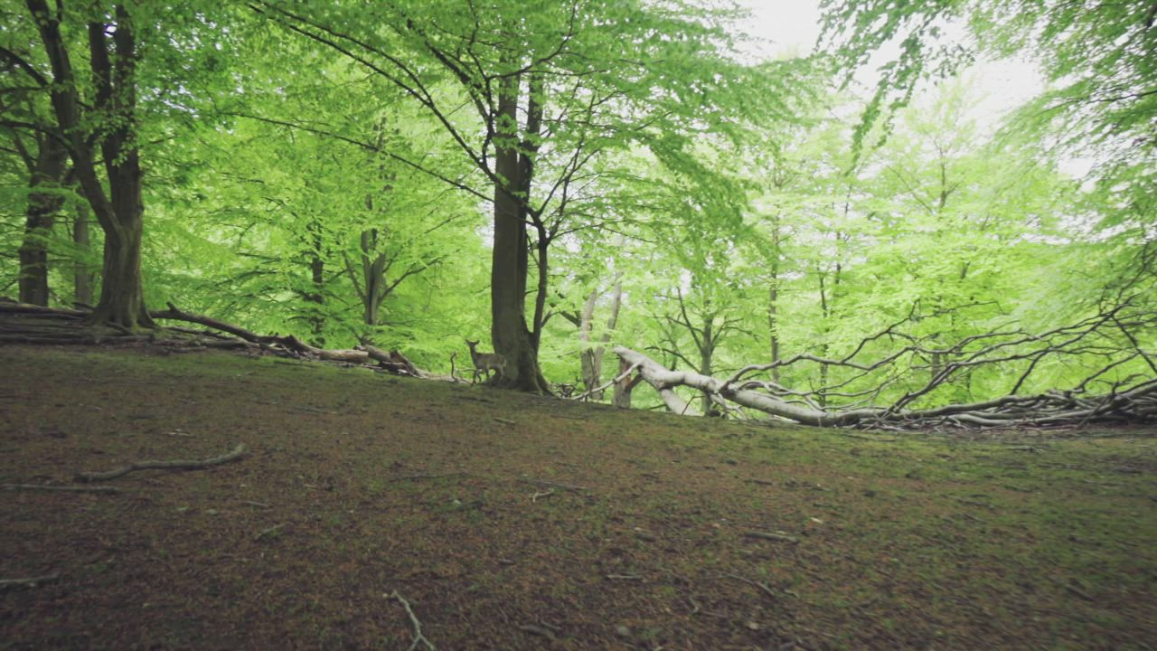 Deer in a forest clearing - Free Stock Video