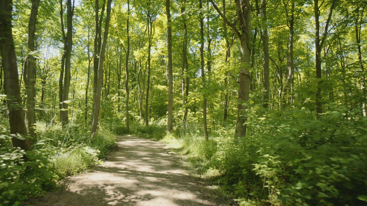 Two children walking down a forest path - Free Stock Video