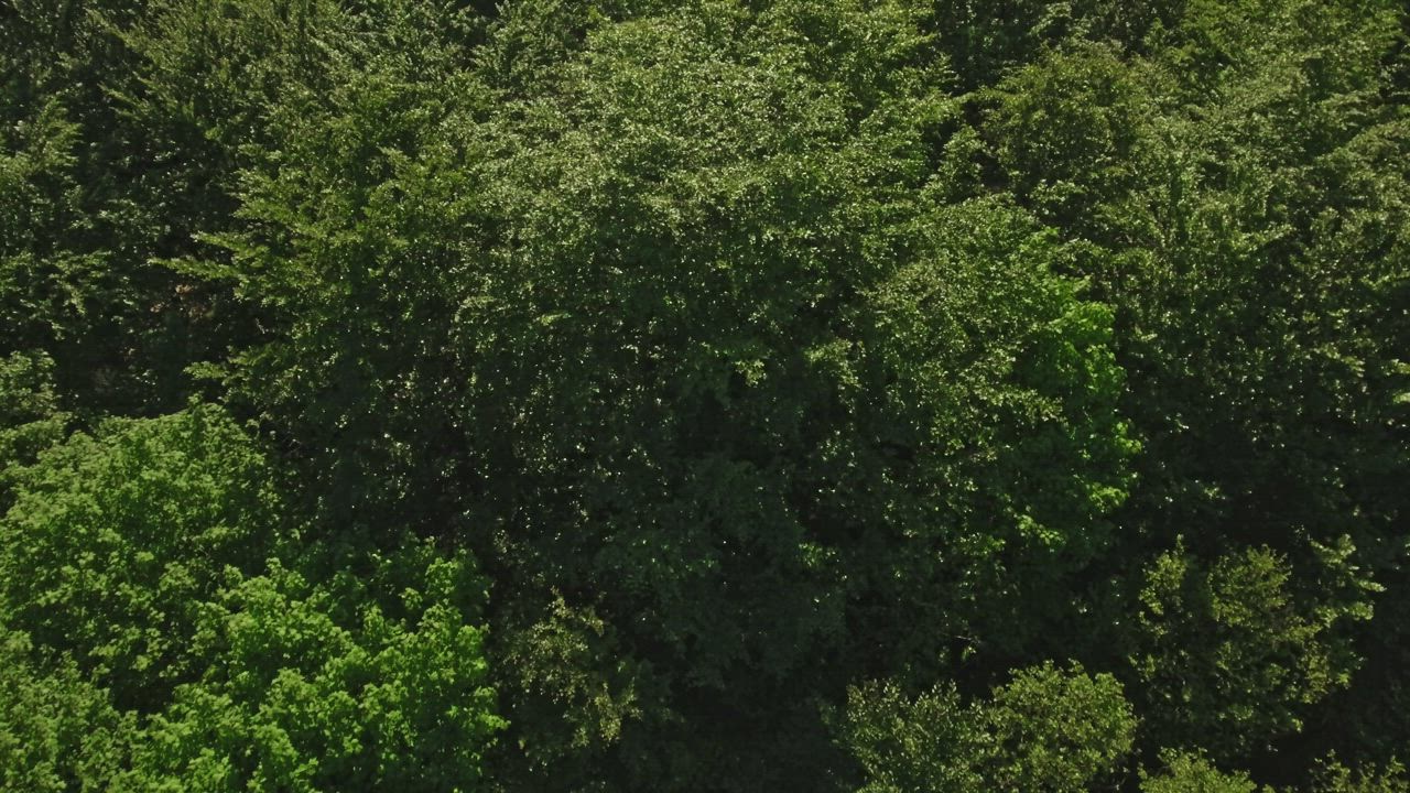 Drone flying over the tops of trees - Free Stock Video