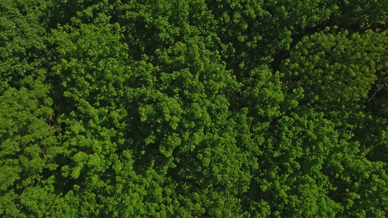 Flying over tree tops - Free Stock Video