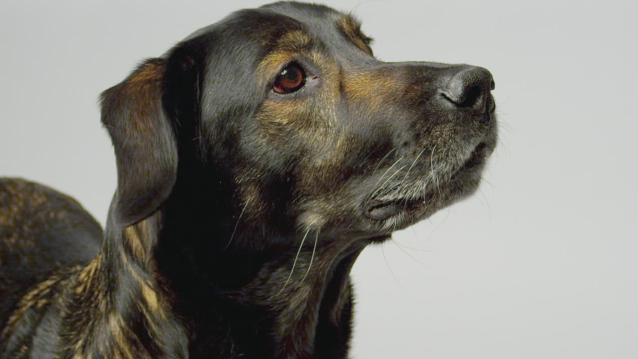 Dog looking at something - Free Stock Video
