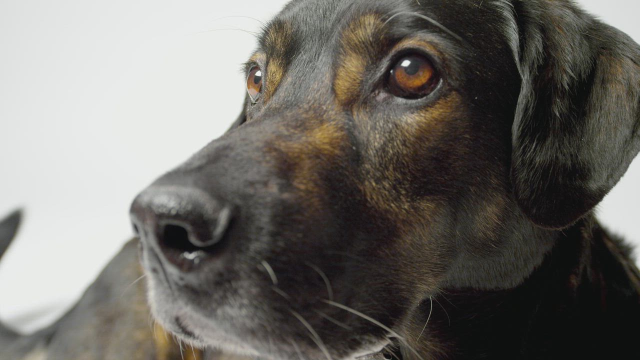 Dog face close up - Free Stock Video