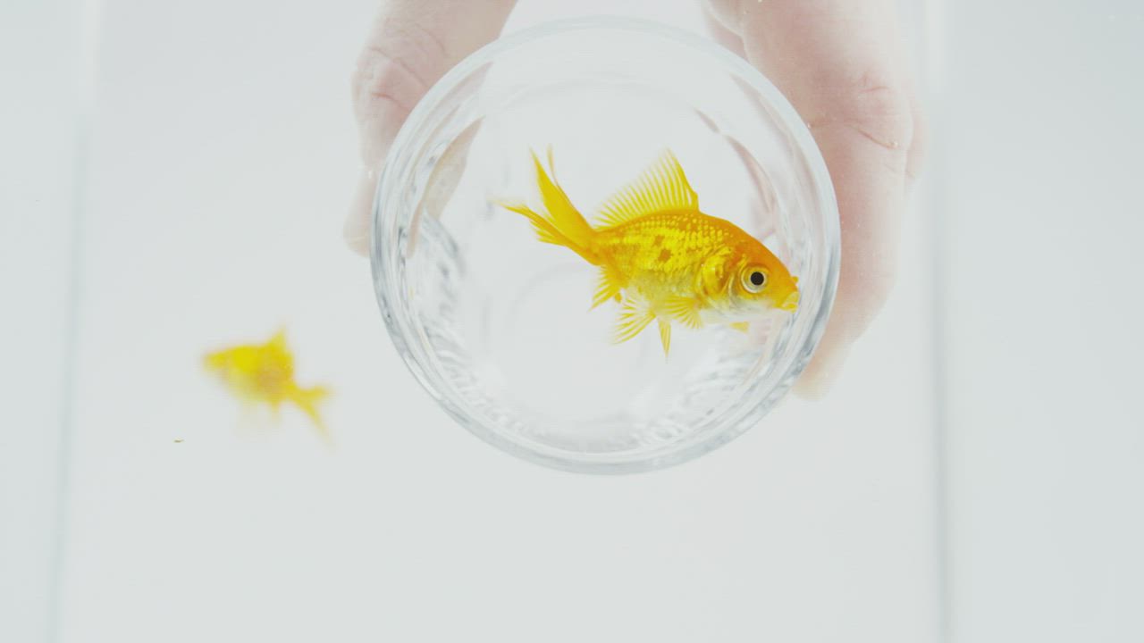 Fish in a glass - Free Stock Video