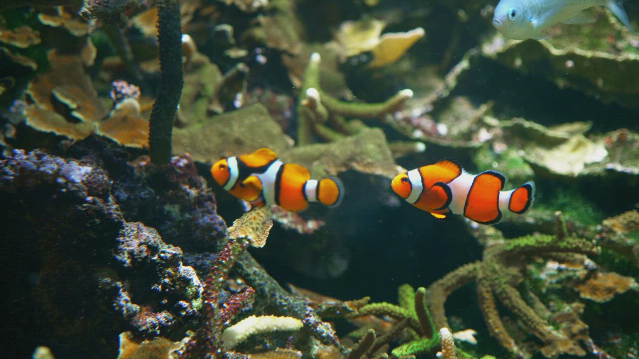 Clown fish swim among corals and seaweed - Free Stock Video