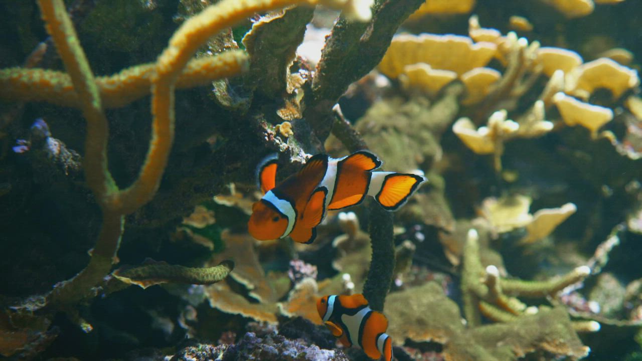 Clown fish at a coral with colourful fish - Free Stock Video