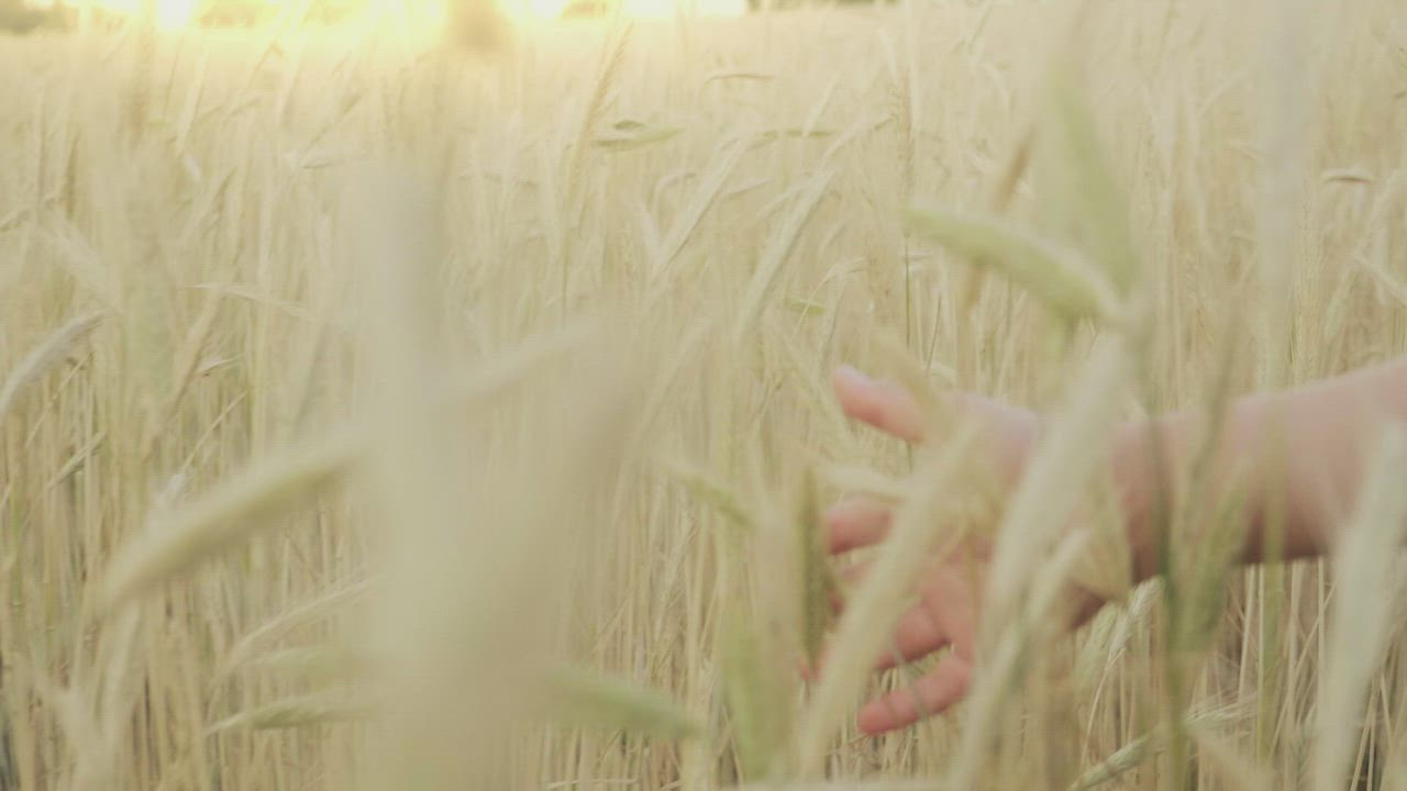 Hand of a girl during a walk in a wheat field - Free Stock Video