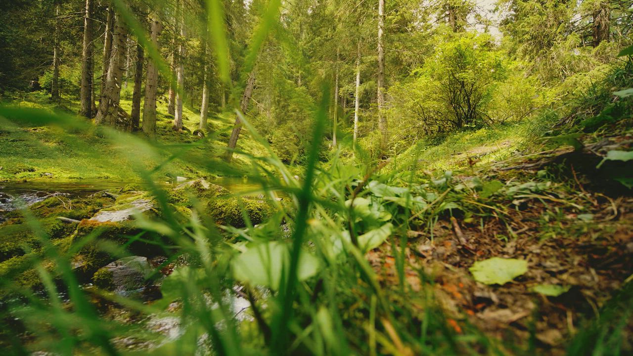 Small lake in the forest - Free Stock Video