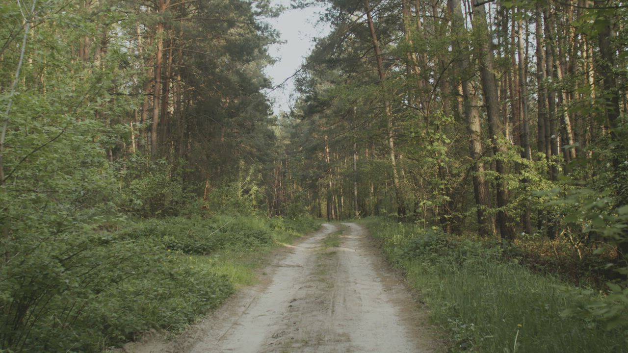 Cinematic road in a forest - Free Stock Video