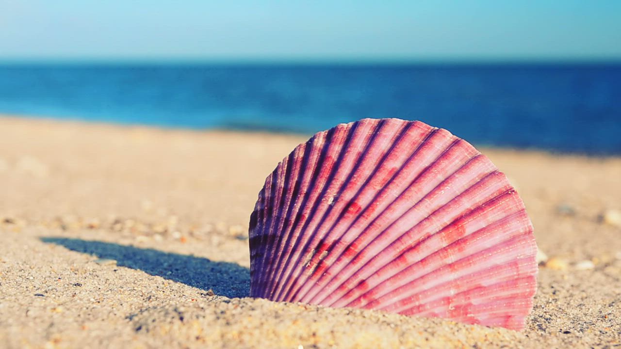 Sea shell on the sand near the seashore - Free Stock Video