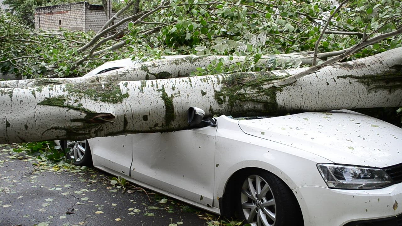 Tree fallen on a car on the street - Free Stock Video