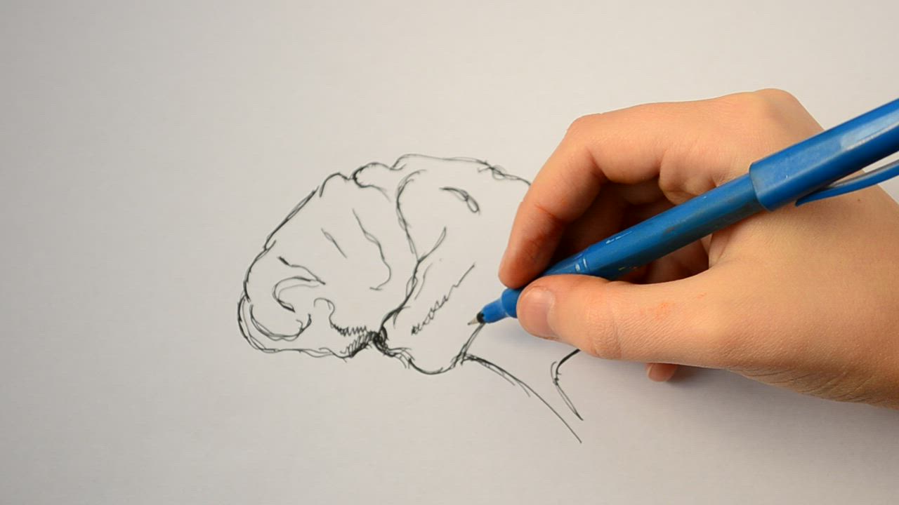 Artist drawing a human brain - Free Stock Video