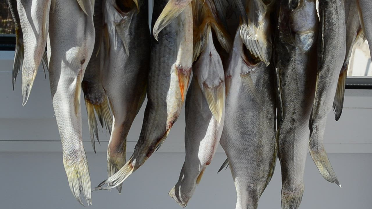 Hanging fish drying in the sun - Free Stock Video