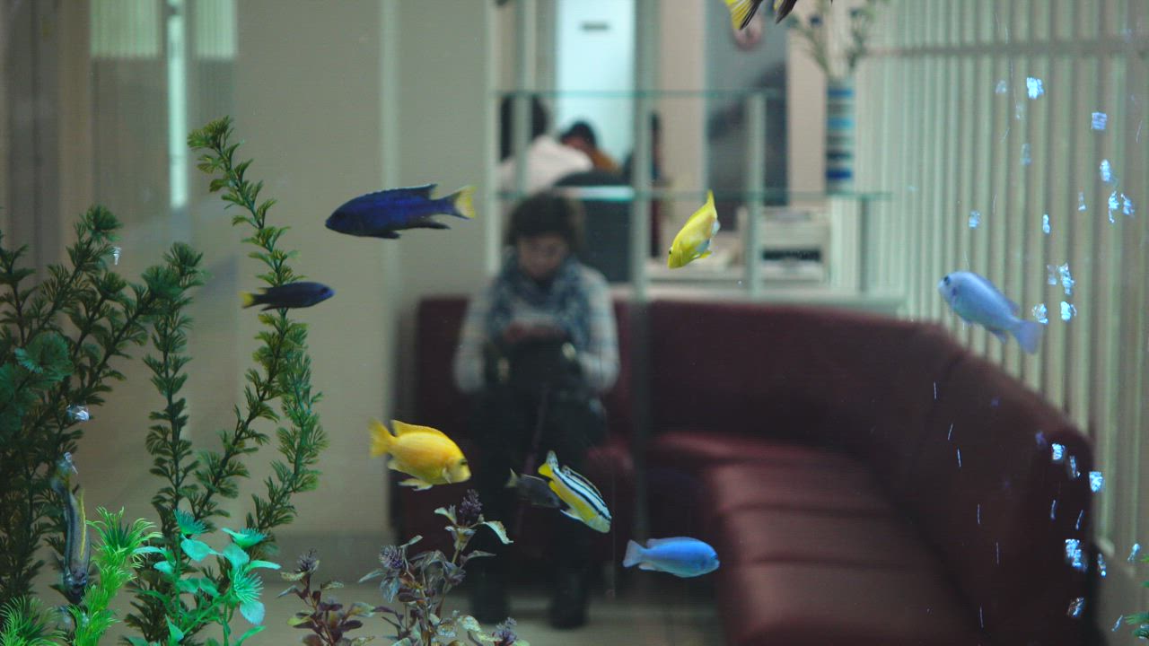 Fish tank in the waiting room of a hospital - Free Stock Video