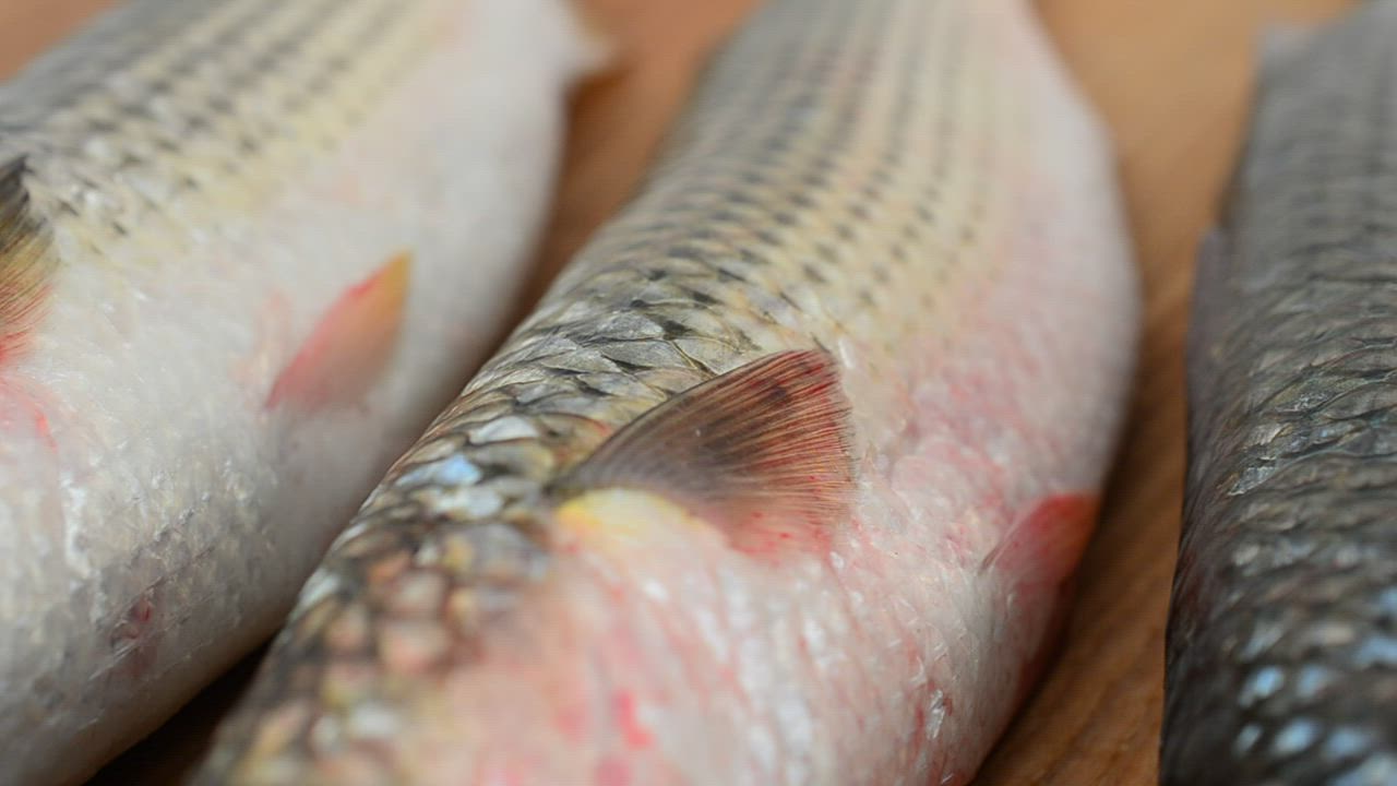 Fish texture - Free Stock Video