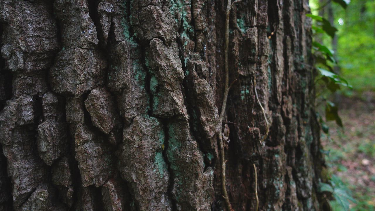 Tree trunk texture - Free Stock Video