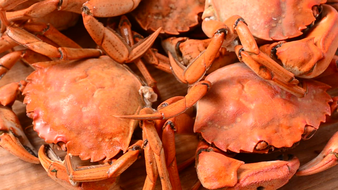 Presentation of crabs, spinning shot - Free Stock Video