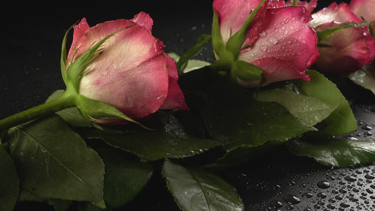 Romance details, pink roses - Free Stock Video