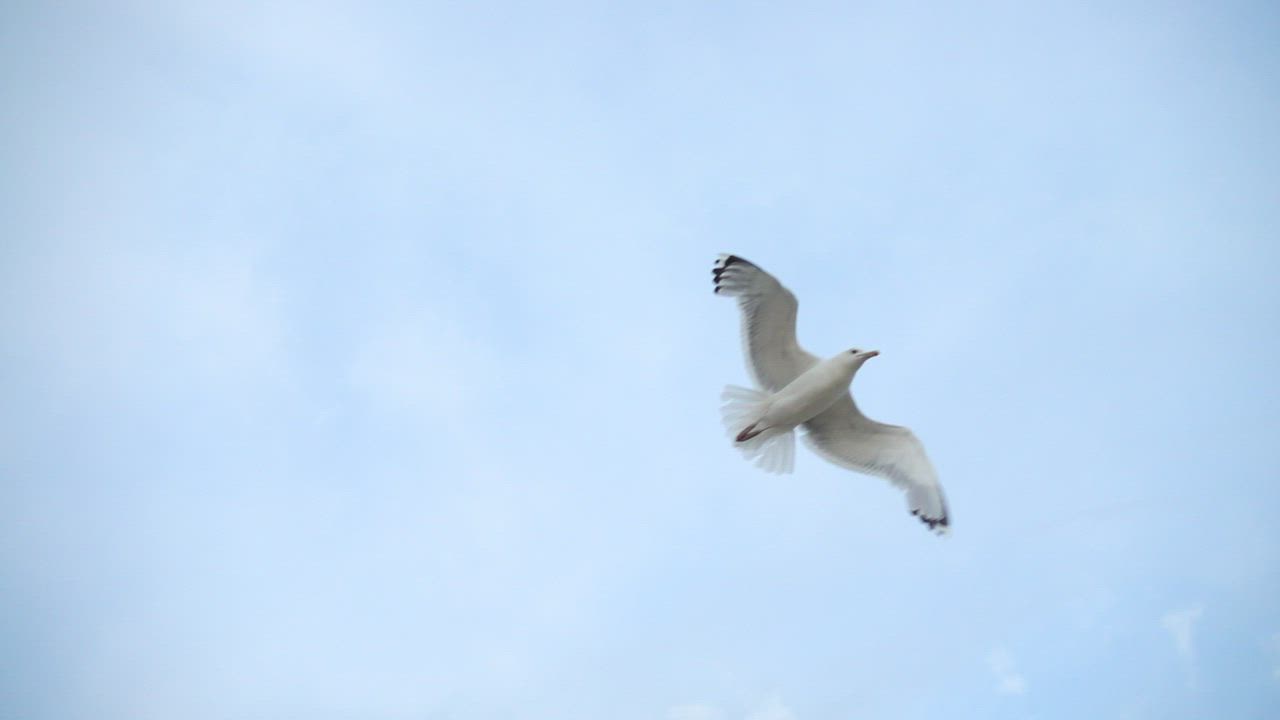 Bird experiencing freedom while flying - Free Stock Video