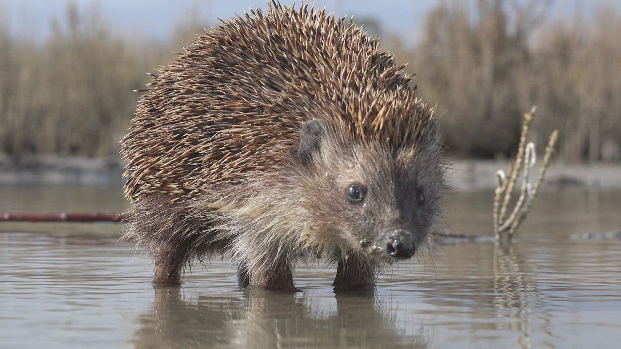 Hedgehog walking on the water - Free Stock Video