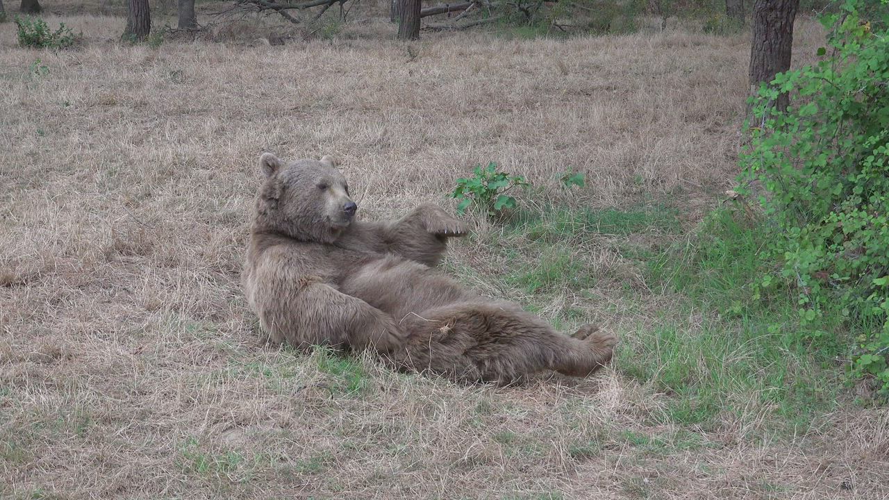 Bear scratching himself in the woods - Free Stock Video
