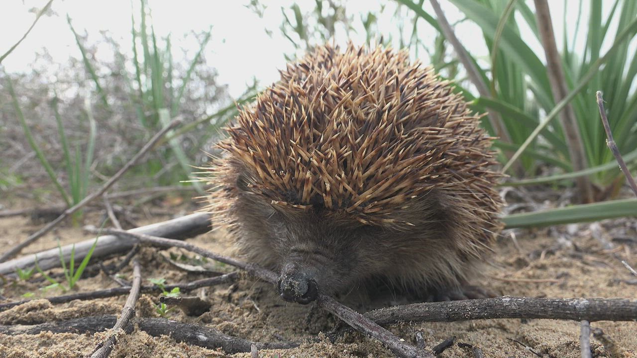A hedgehog sniffing in the ground - Free Stock Video