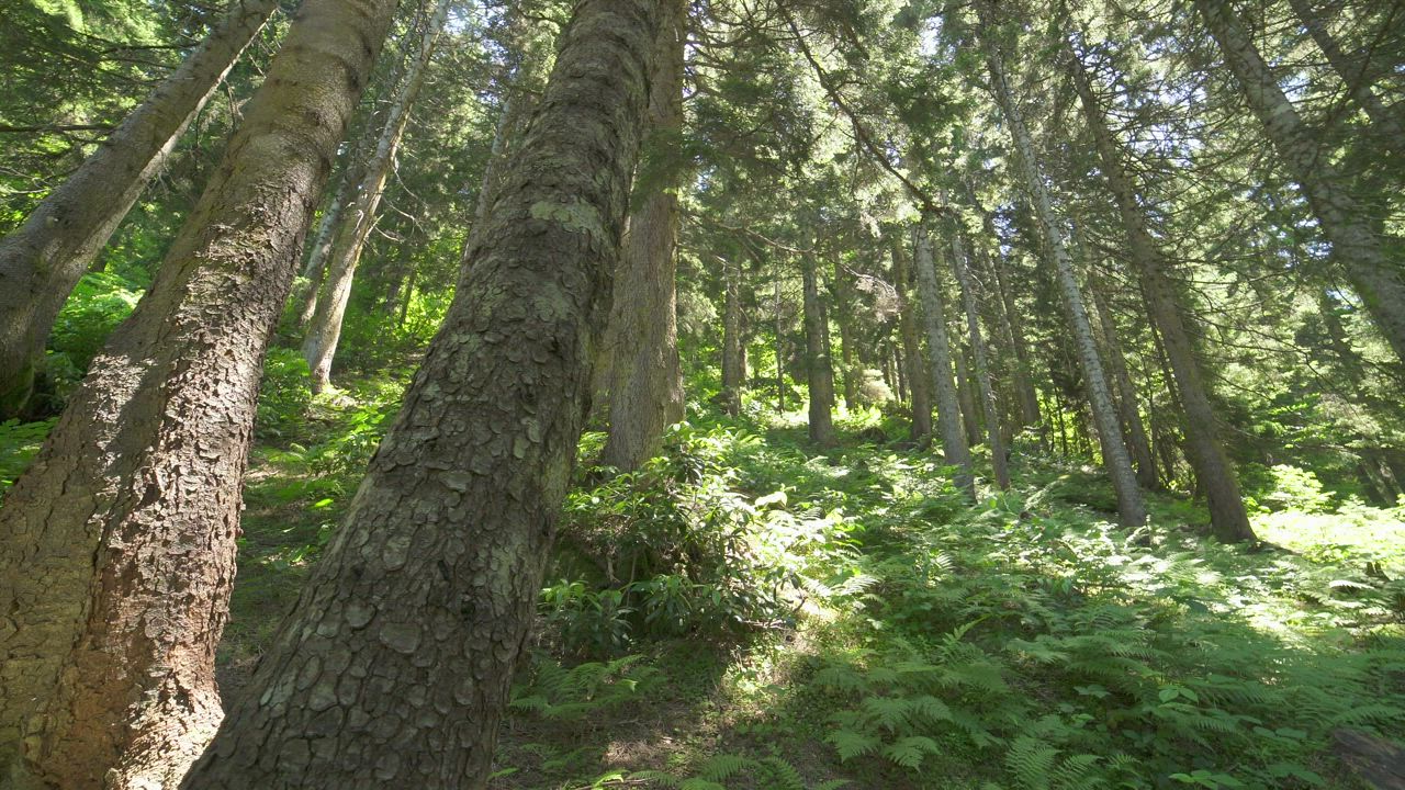 Beautiful calm green forest - Free Stock Video