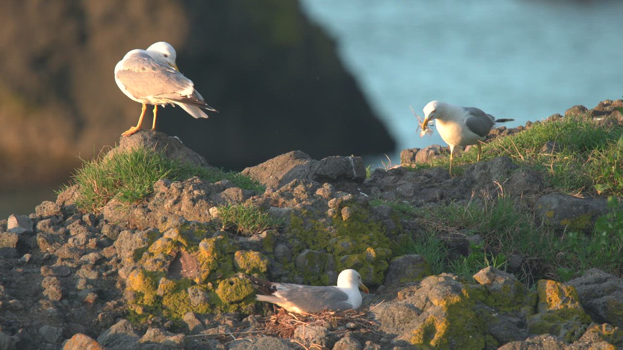 Birds nesting in the ground - Free Stock Video