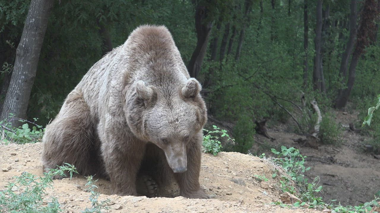 Grizzly bear sniffing the ground - Free Stock Video