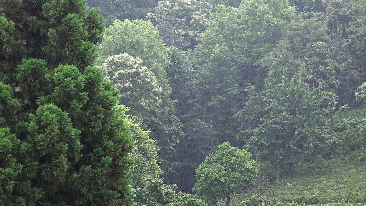 Heavy rain in the green forest - Free Stock Video