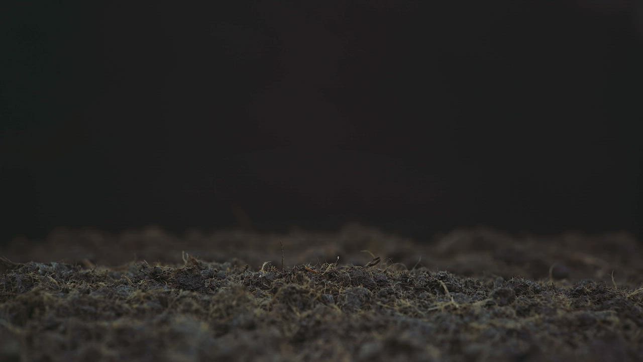 Plant growing in the ground - Free Stock Video