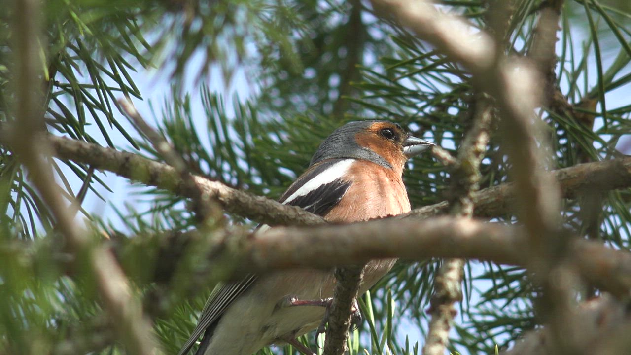 Little colorful bird on a tree branch - Free Stock Video