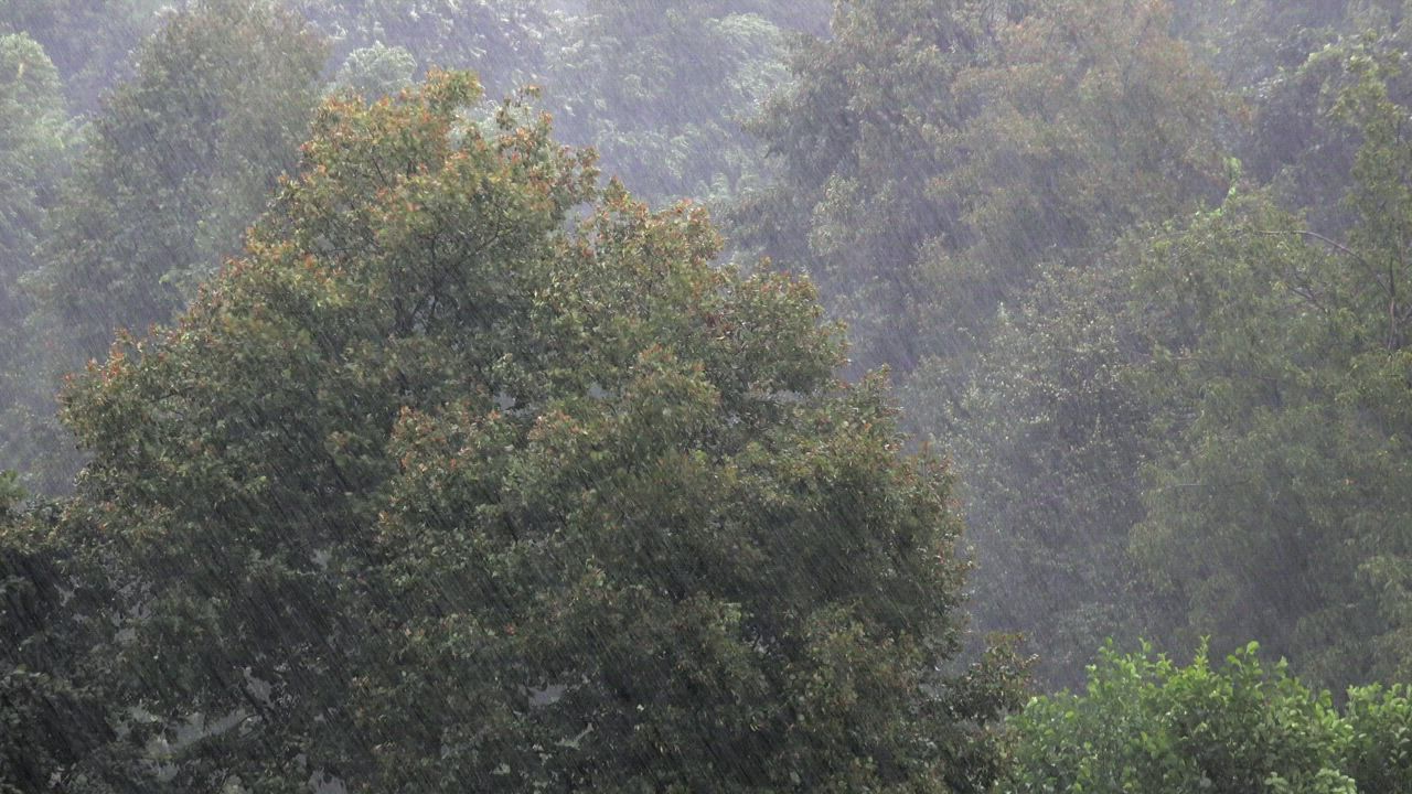 Heavy rain in the forest trees - Free Stock Video