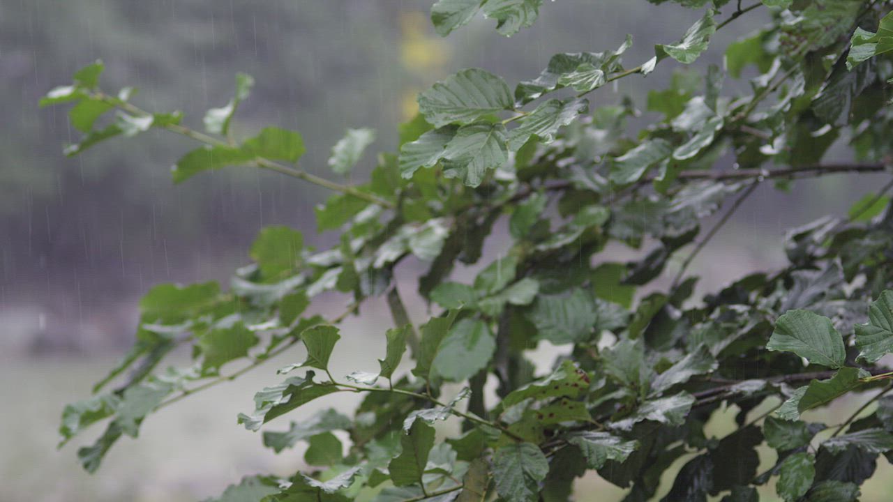 Rain falling in slow motion - Free Stock Video