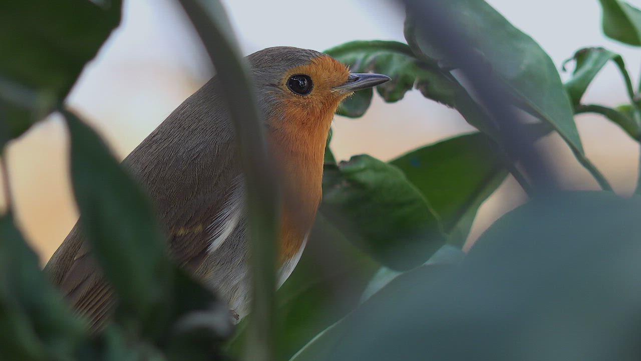 Little bird on a tree branch - Free Stock Video