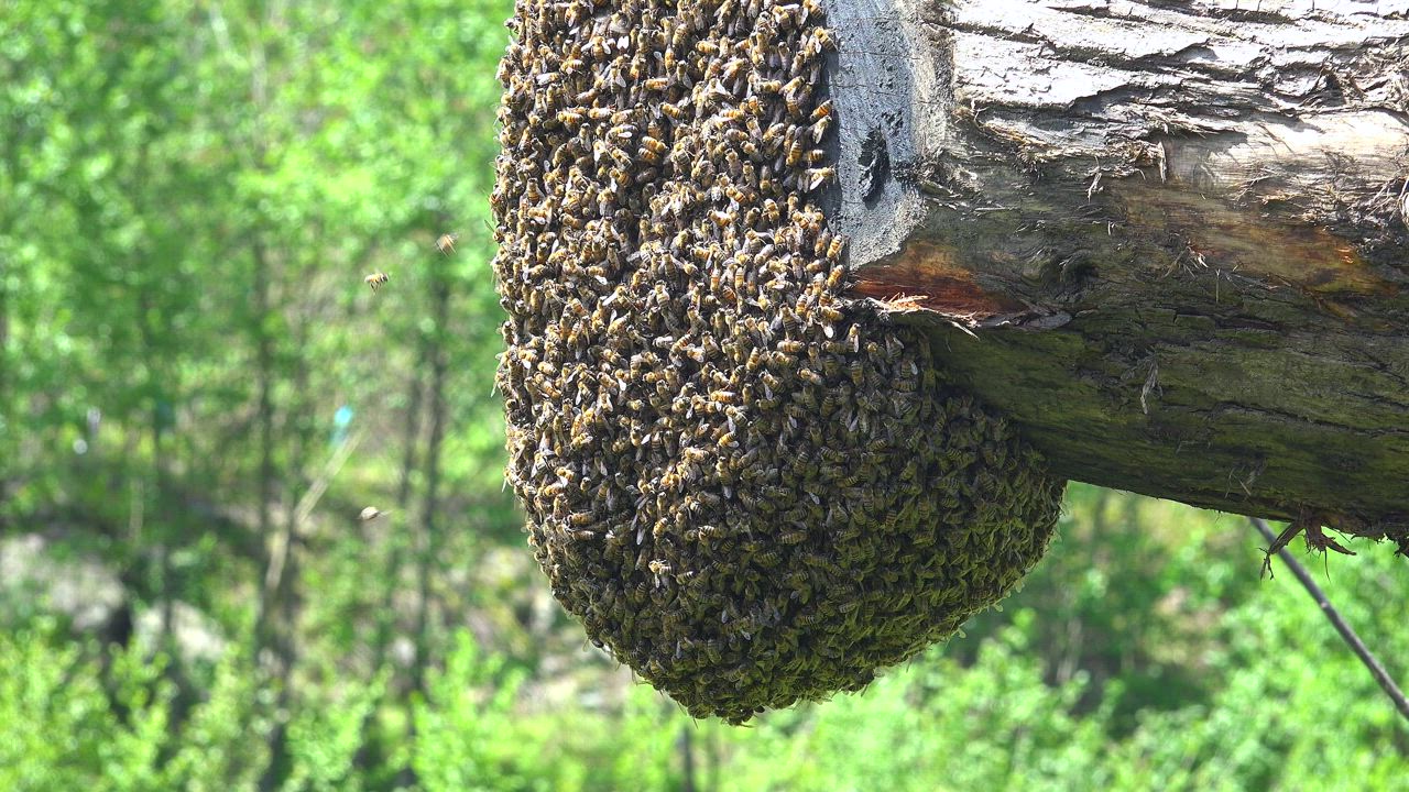 Bee Swarm on a trunk - Free Stock Video