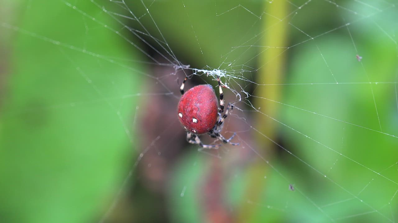 Red spider on a spider web - Free Stock Video