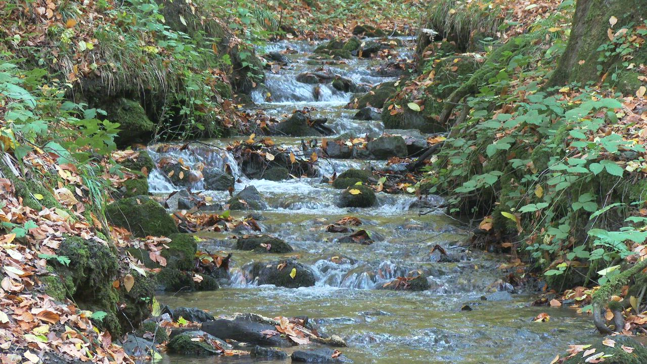 Dry leaves fall into the stream in autumn forest - Free Stock Video