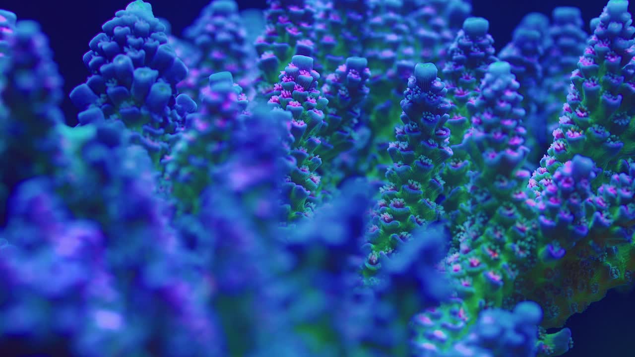 Purple Coral Reef - Free Stock Video