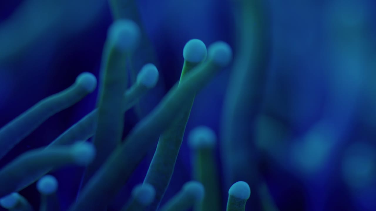 Coral Reef Polyps - Free Stock Video